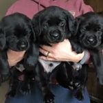 Steele's Labradors – Breeders of Quality Labrador Retrievers in Maryland