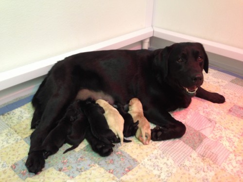 Roxy pups 1 day old – Steele's Labradors