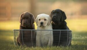 Steele's Labradors – Breeders of Quality Labrador Retrievers in Maryland