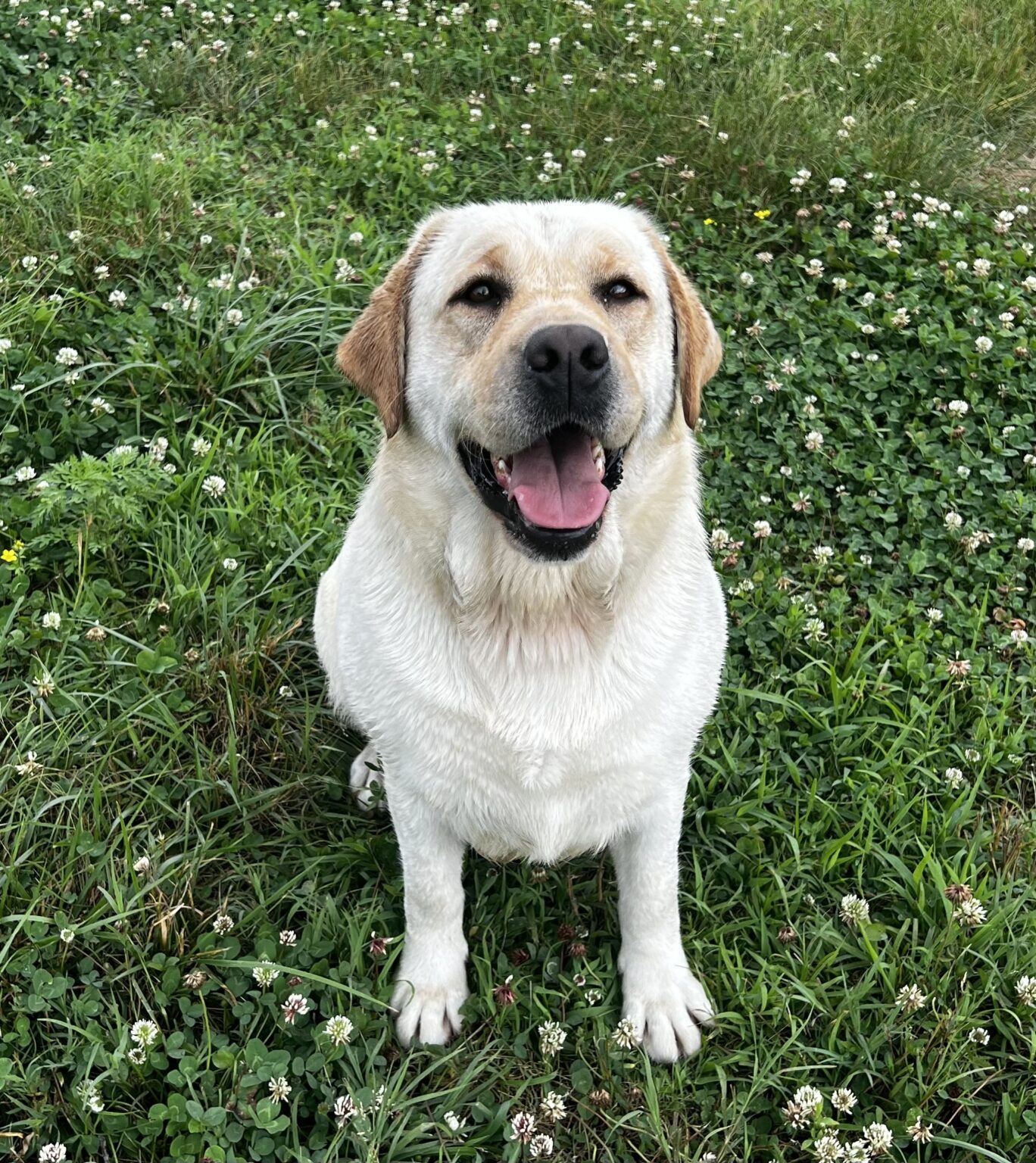Yellow Labrador Retriever Puppies For Sale – Steele's Labradors