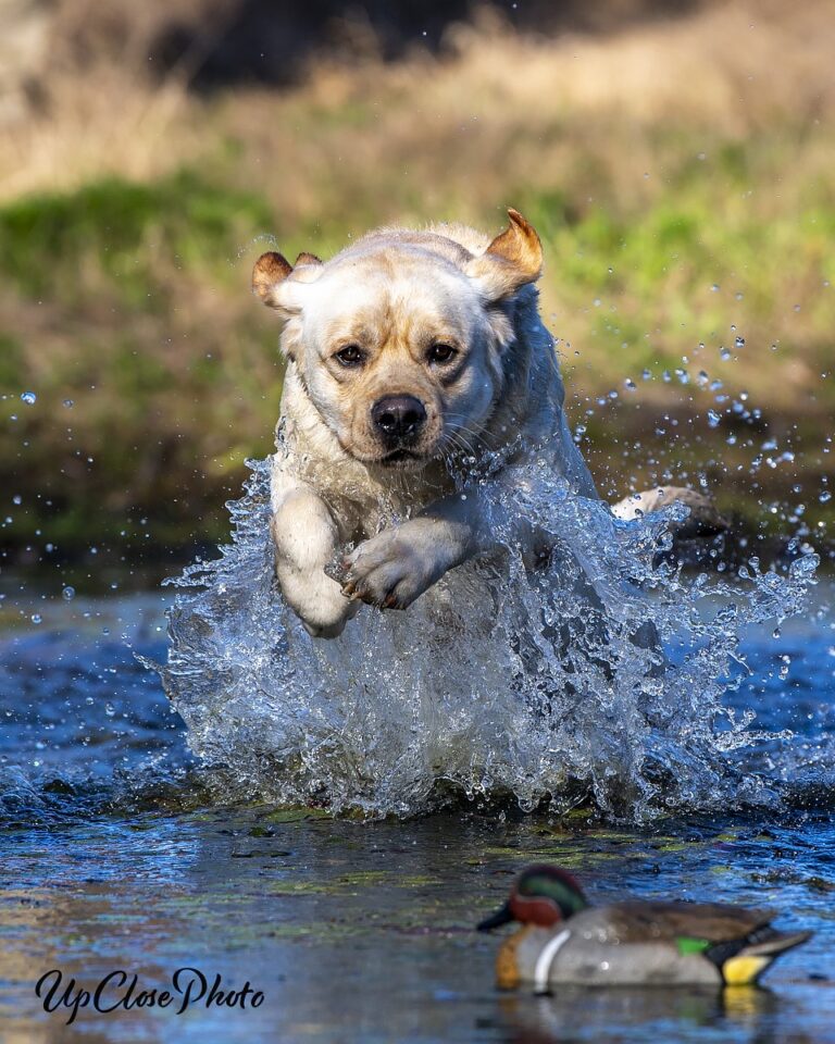 Yellow Labrador Retriever Puppies For Sale – Steele's Labradors