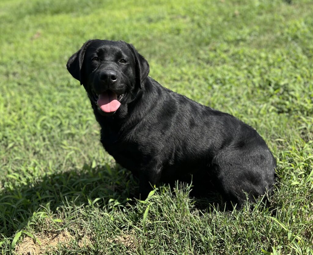 Chocolate Labrador Retriever Puppies For Sale – Steele's Labradors